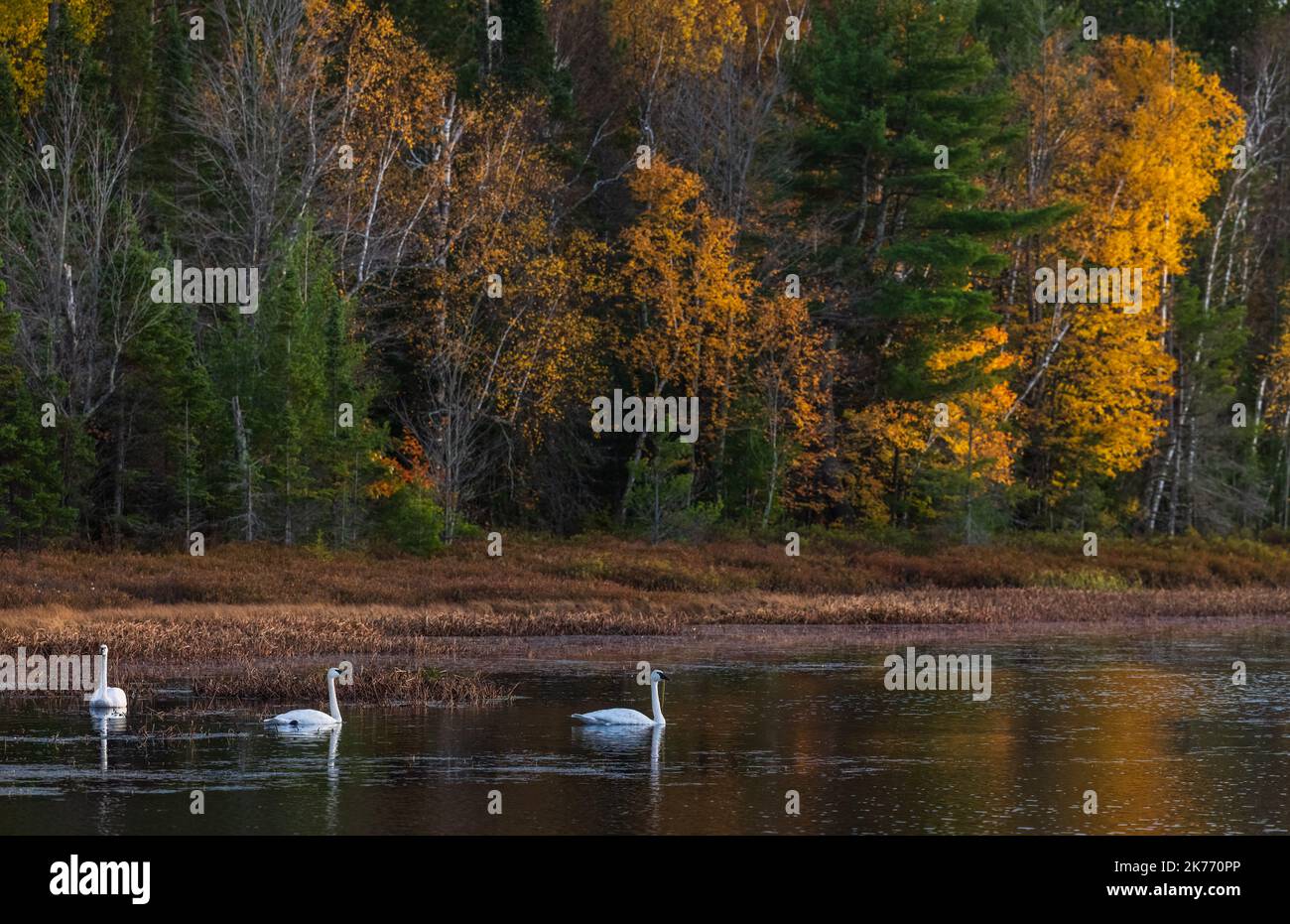 Trumpeter swans on Little Clam Lake in northern Wisconsin Stock Photo ...