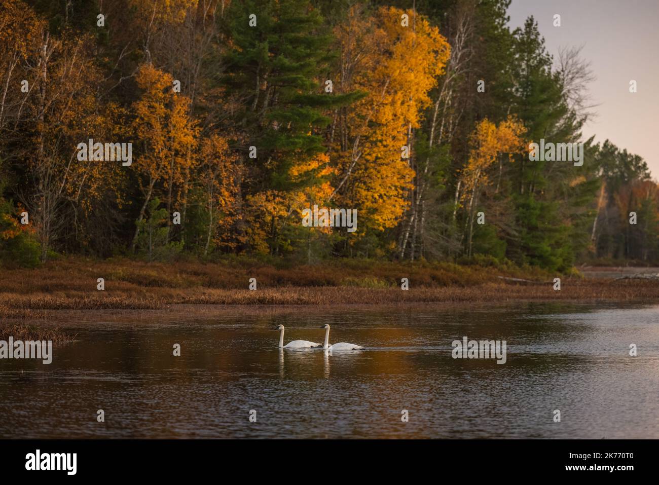Trumpeter swans on Little Clam Lake in northern Wisconsin Stock Photo ...