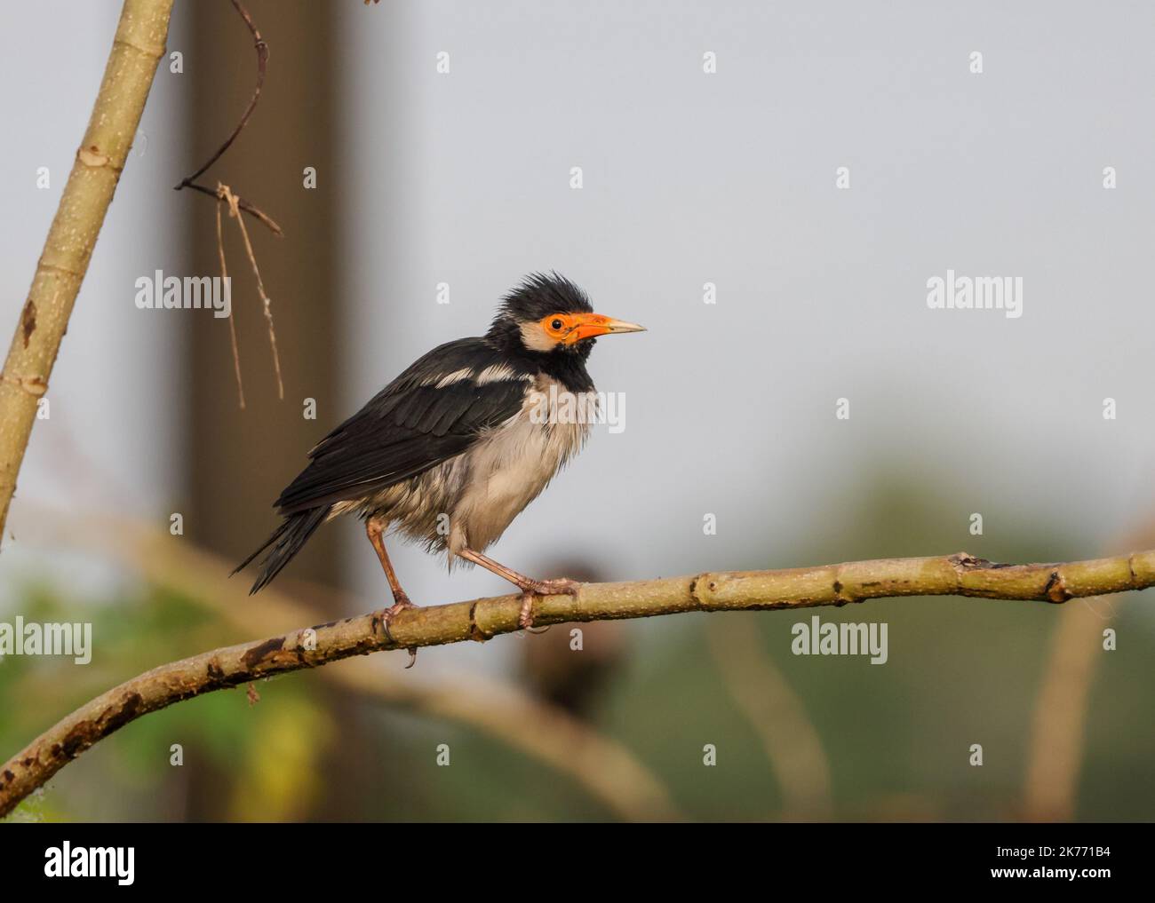 Indian pied myna is a species of starling found in the Indian ...