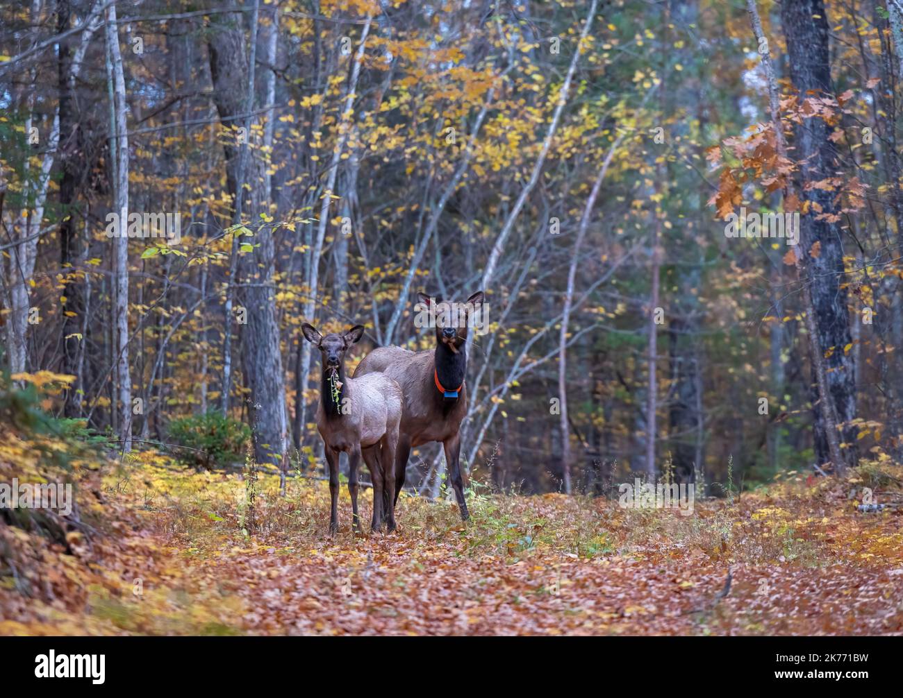 Cow and calf elk in Clam Lake, Wisconsin Stock Photo - Alamy