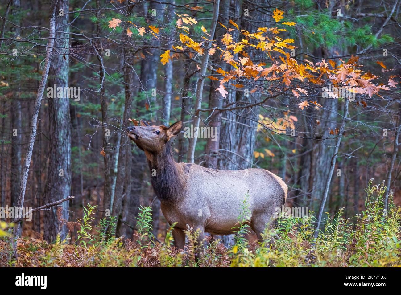 Cow elk in the Chequamegon-Nicolet National Forest in Clam Lake ...
