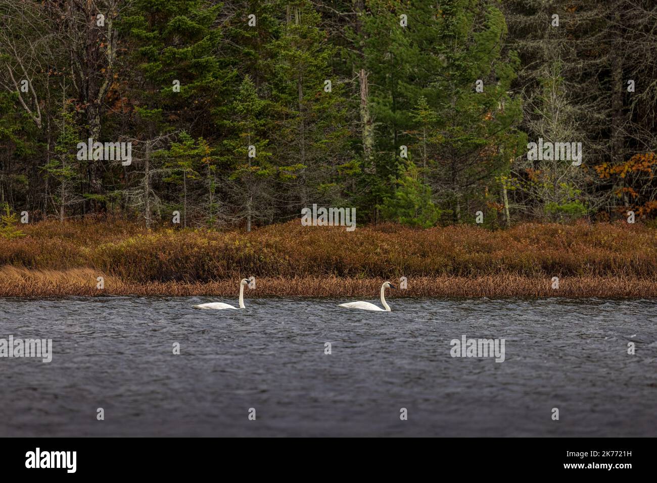 Trumpeter swans on Little Clam Lake in northern Wisconsin Stock Photo ...