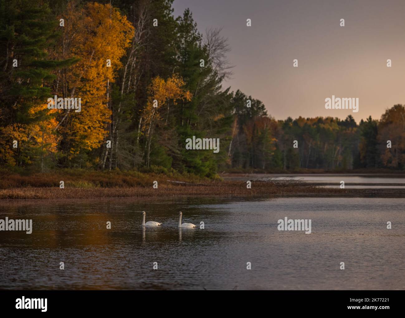 Trumpeter swans on Little Clam Lake in northern Wisconsin Stock Photo ...