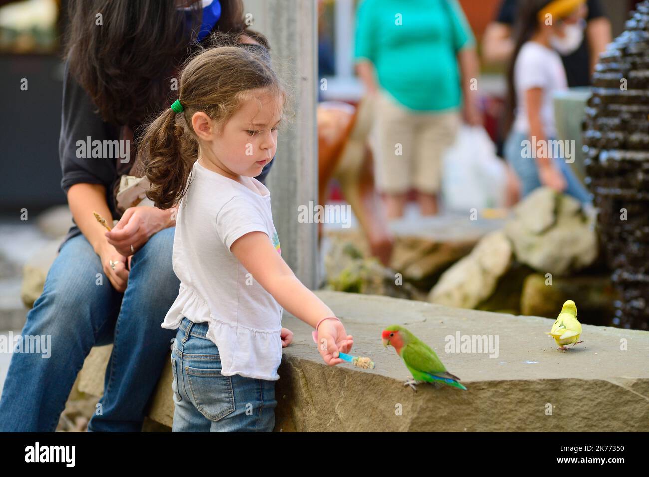 young girl feeding tame parakeets at the zoo Stock Photo - Alamy