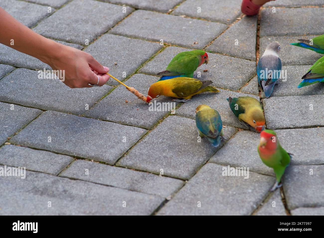 young girl feeding tame parakeets at the zoo Stock Photo - Alamy