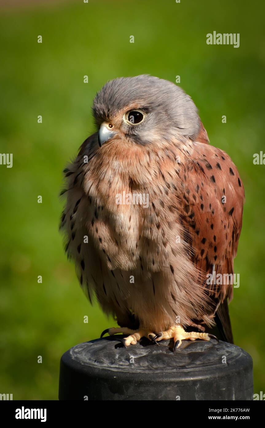 Fluffy Kestrel, Falco tinnunculus, perched on falconry block with green ...