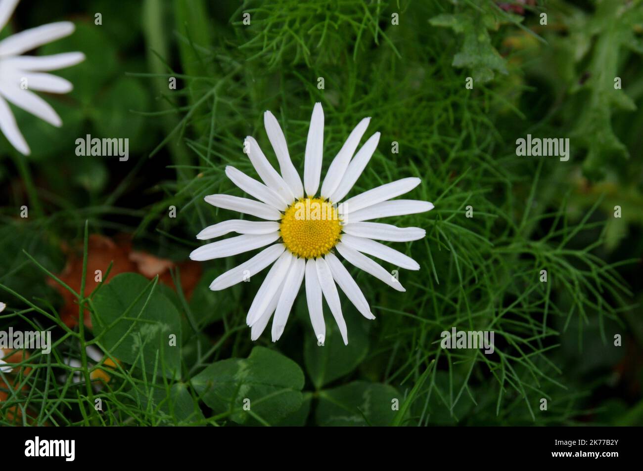 Voilet daisy hi-res stock photography and images - Alamy