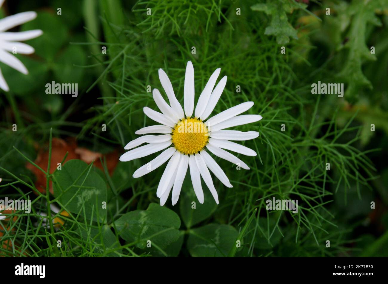 Voilet daisy hi-res stock photography and images - Alamy