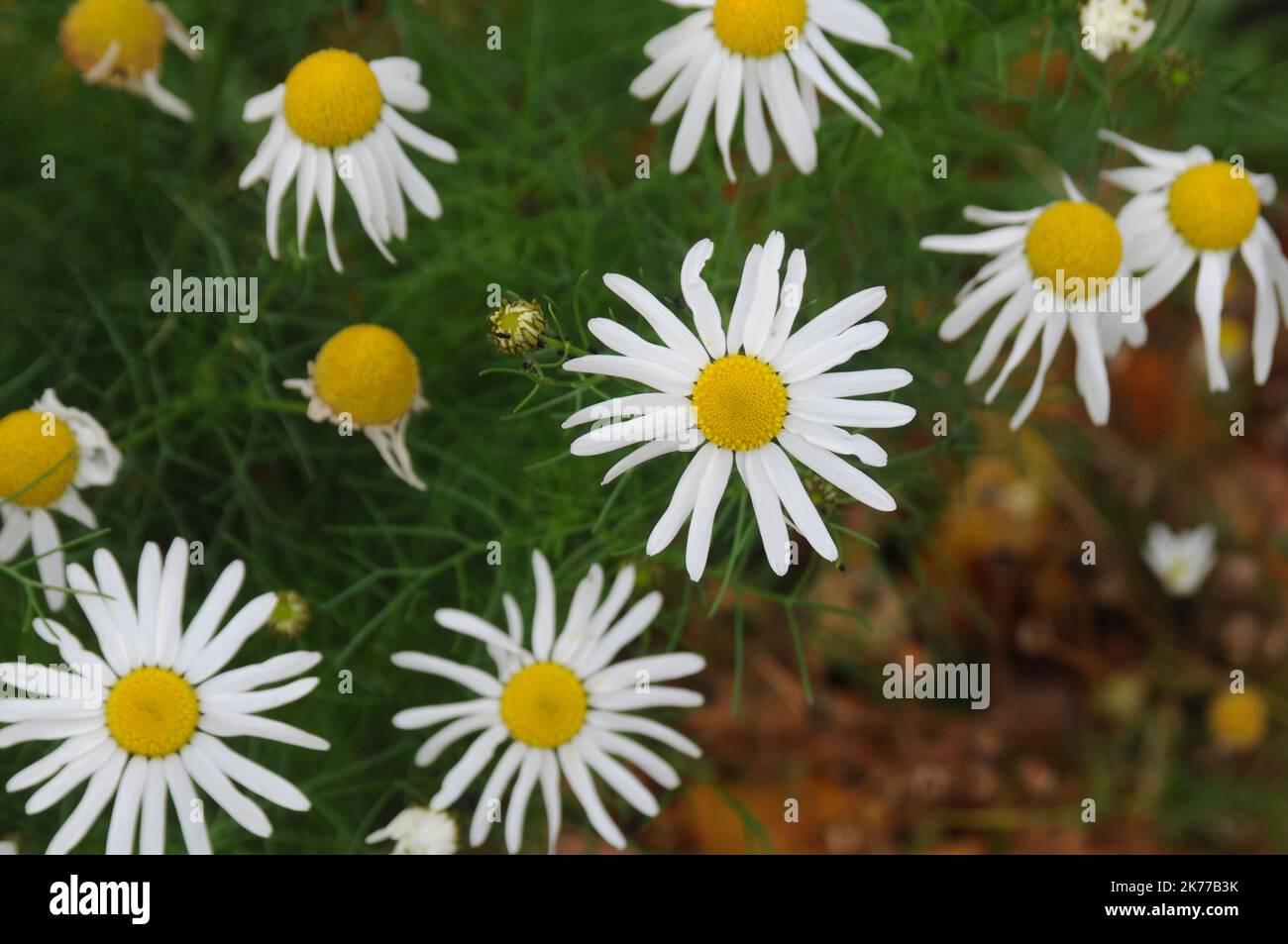Kastrup/Copenahgen /Denmark/17 October 2022/Daisy flowers in Kastrup ...
