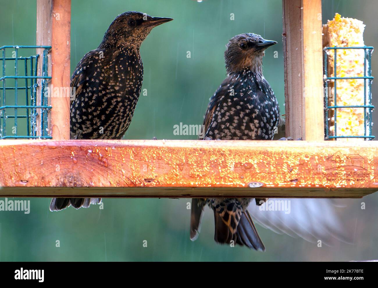 Female Starlings on the bird feeder Stock Photo - Alamy