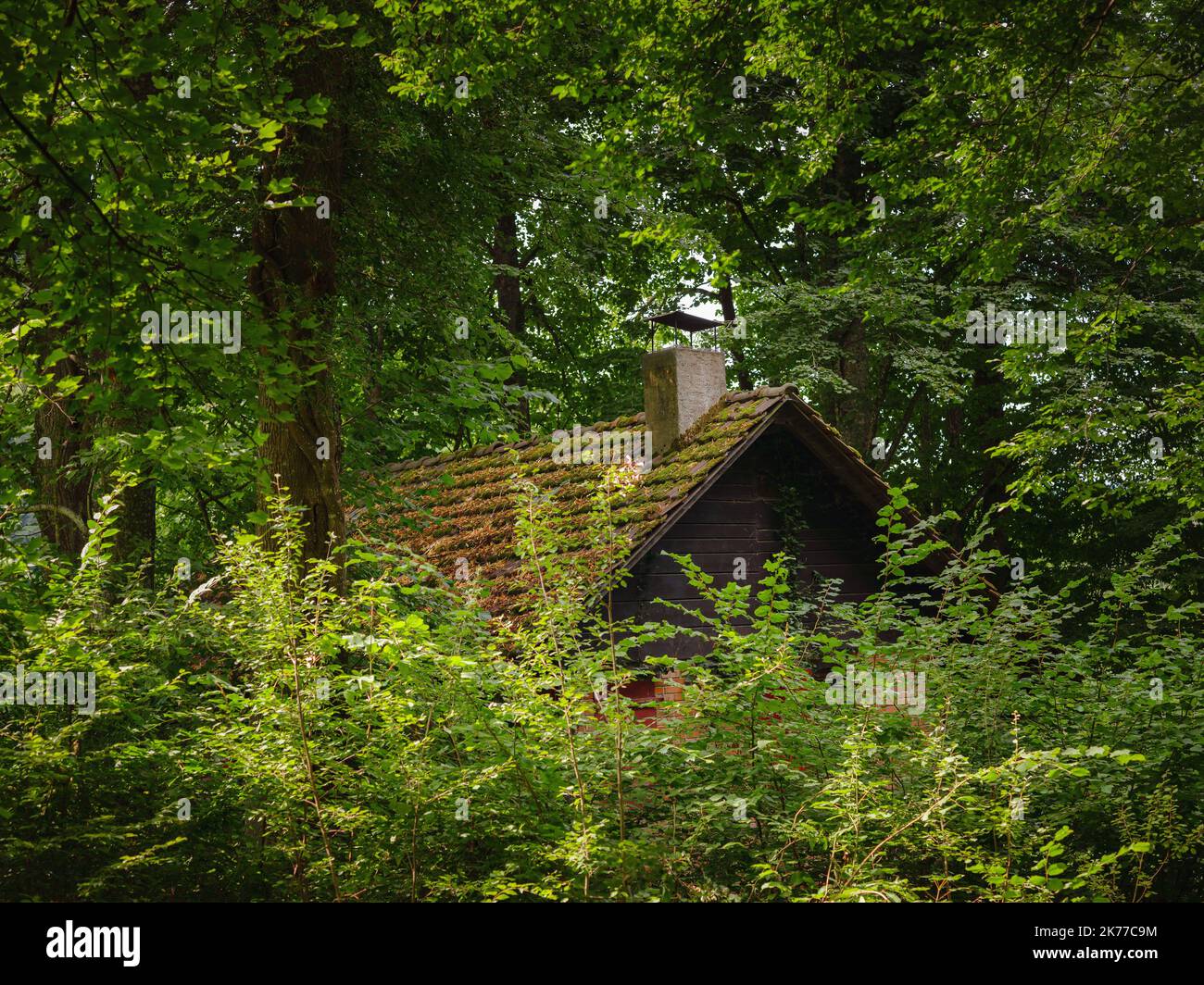 Green european forest landscape. beautiful nature of Switzerland and ...