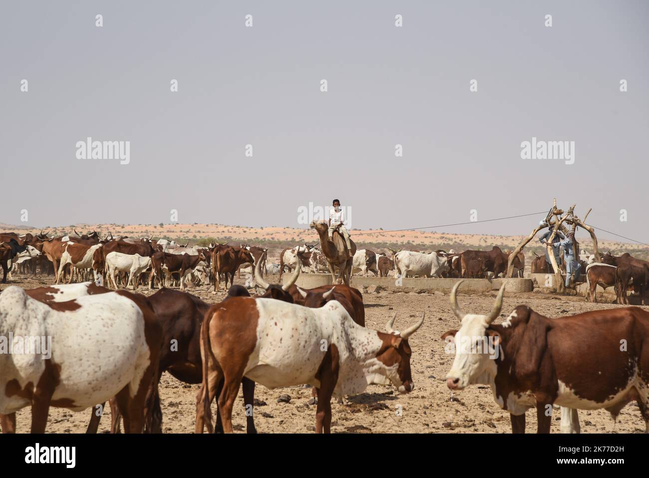 Well kept cows hi-res stock photography and images - Alamy