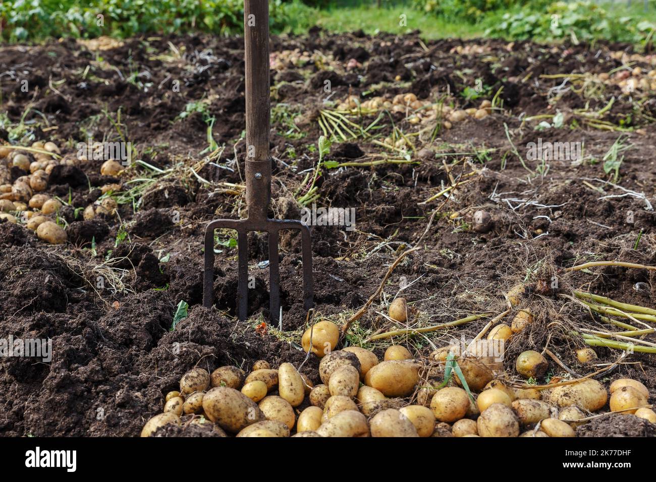 Pitchfork sticking out of the ground. Potato digging. Harvesting ...