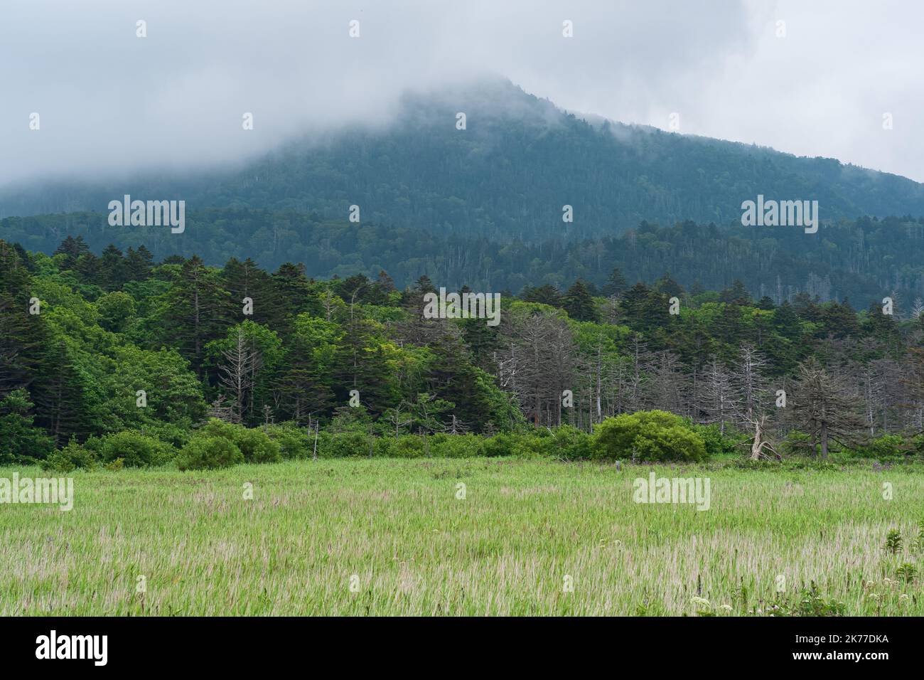 foggy forest landscape of Kunashir island with cloud-covered volcano in ...
