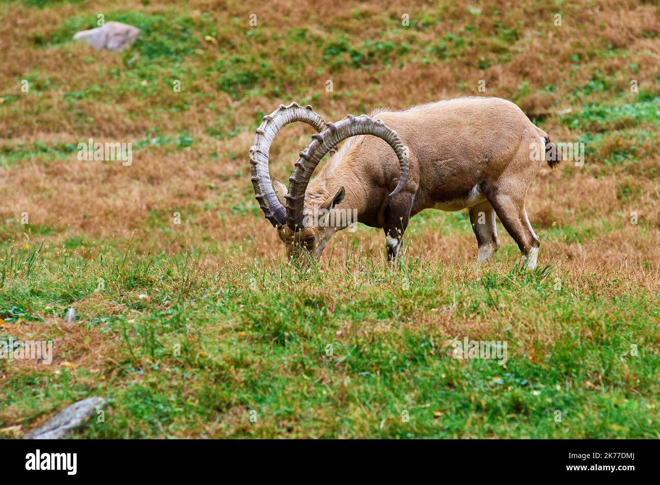 Ungulate hoof hi-res stock photography and images - Alamy
