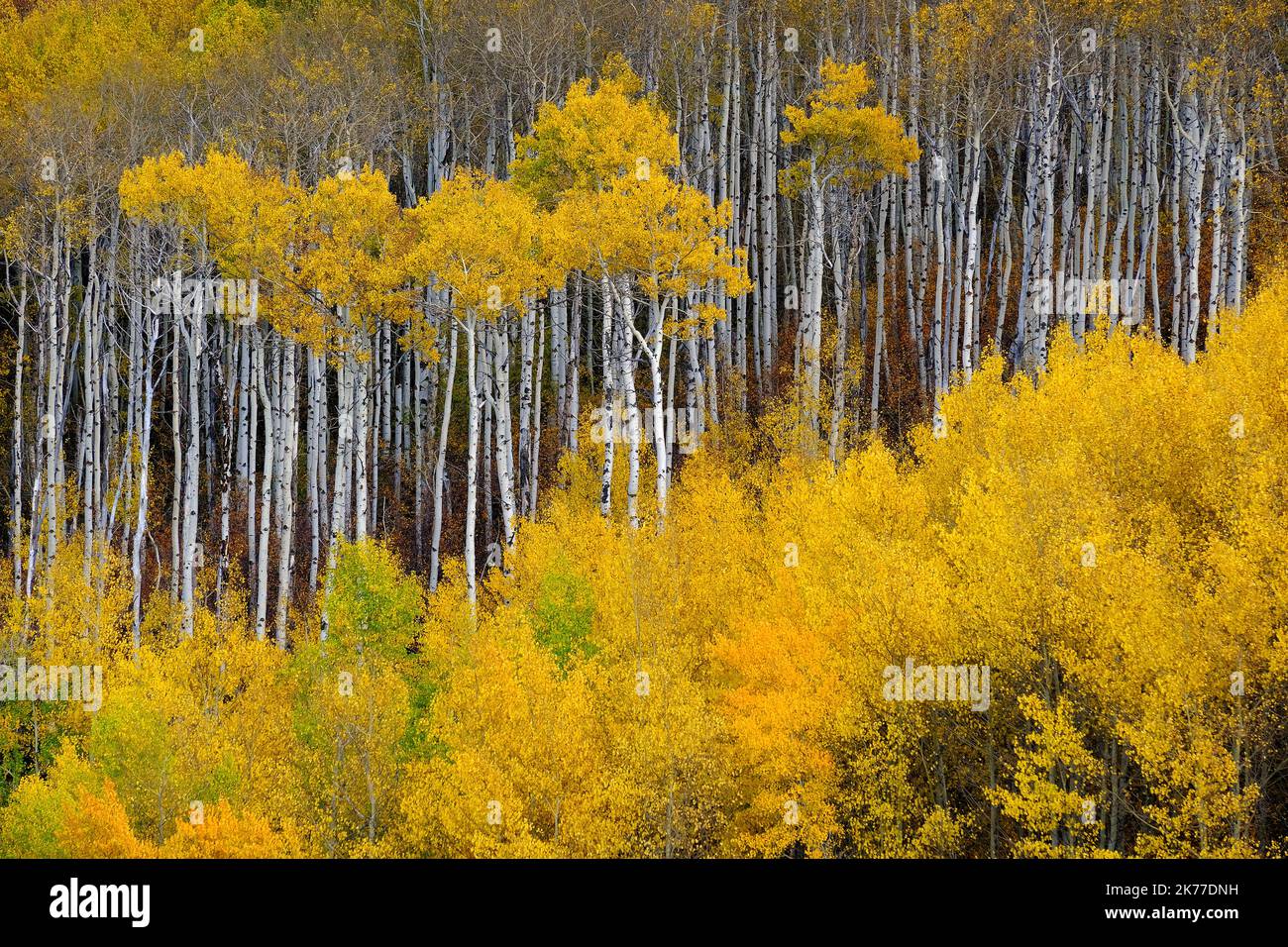 Mountains mountainside wilderness forest of fall autumn aspen birch ...