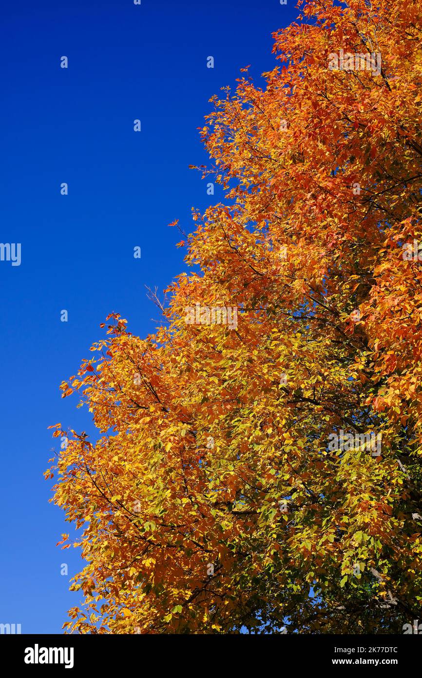 Detail of golden yellow and orange fall autumn trees with colorful ...