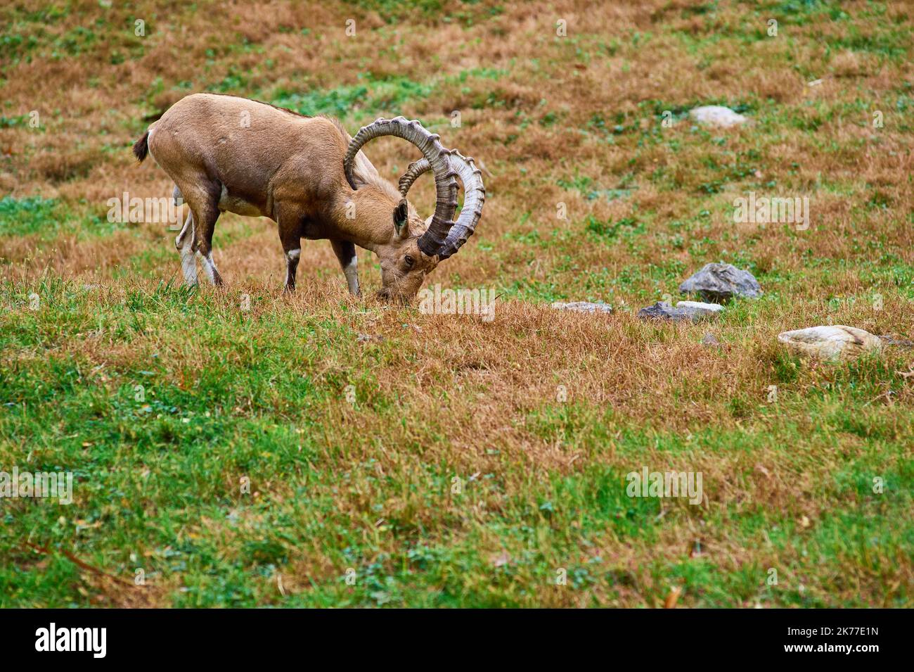 Ibex eating grass hi-res stock photography and images - Alamy