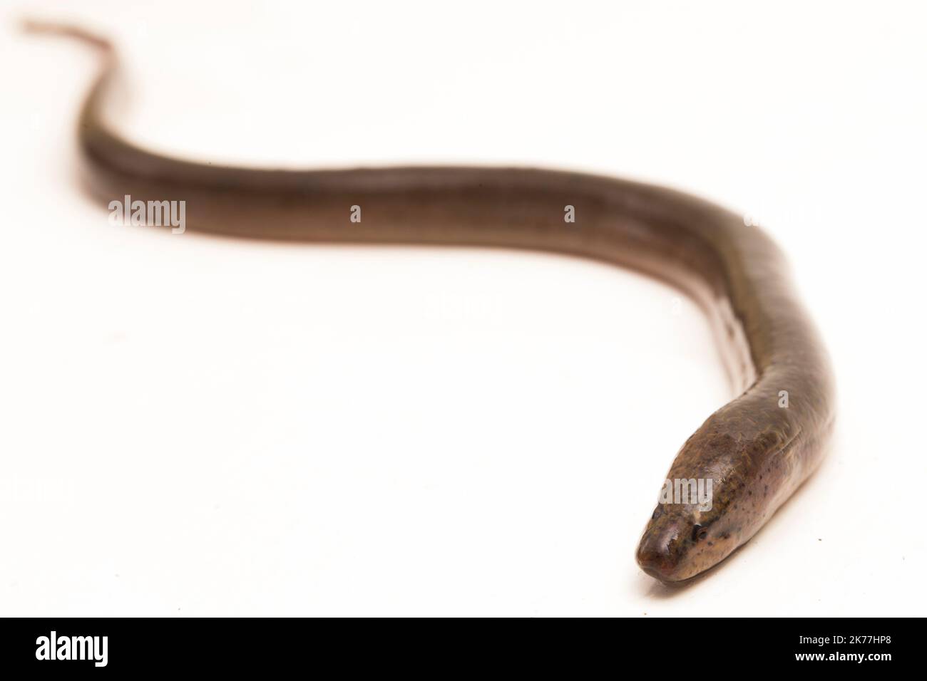 Asian swamp eel (Monopterus albus) isolated on white background Stock ...