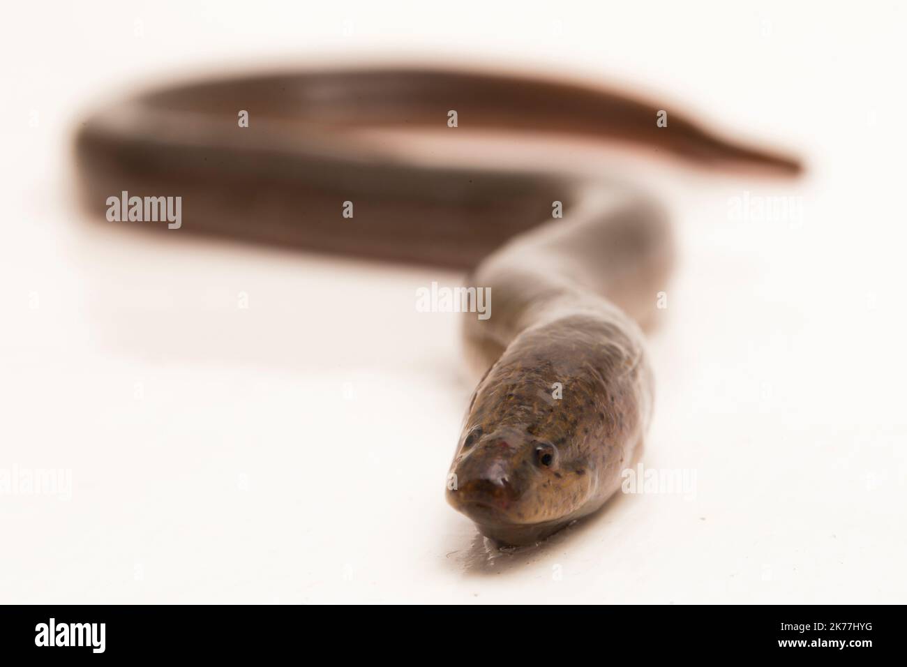Asian swamp eel (Monopterus albus) isolated on white background Stock ...