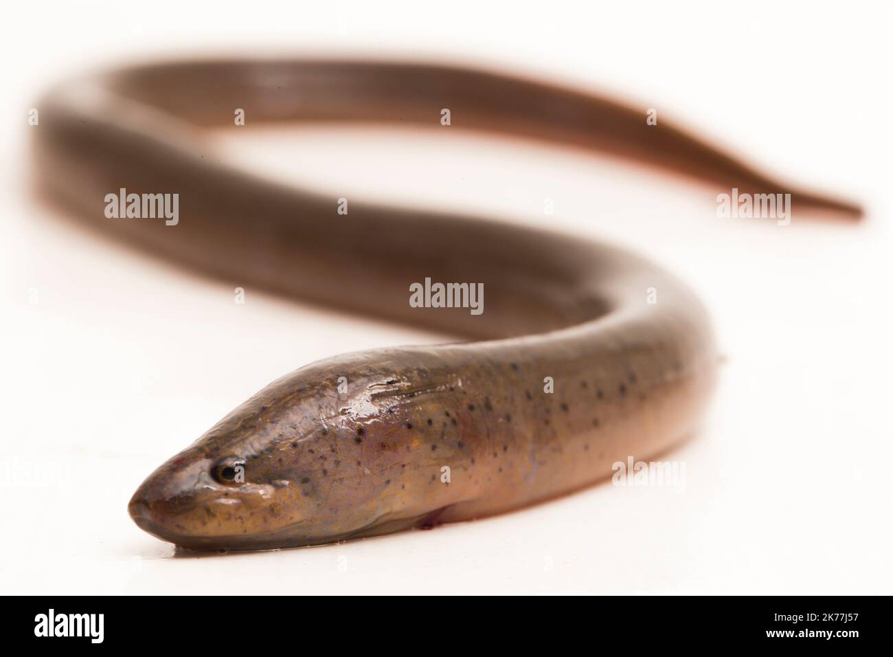 Asian swamp eel (Monopterus albus) isolated on white background Stock ...