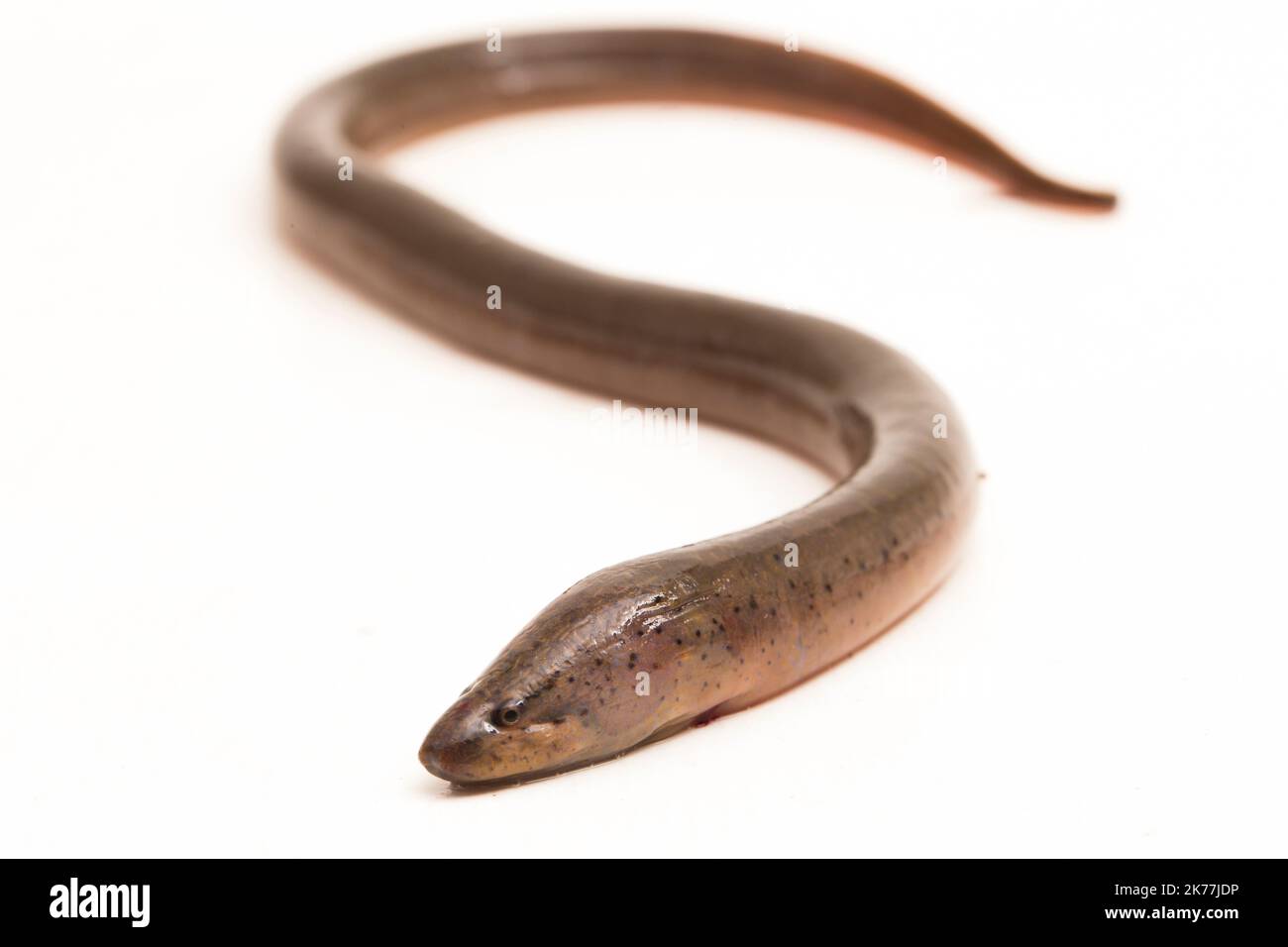 Asian swamp eel Cut Out Stock Images & Pictures - Alamy