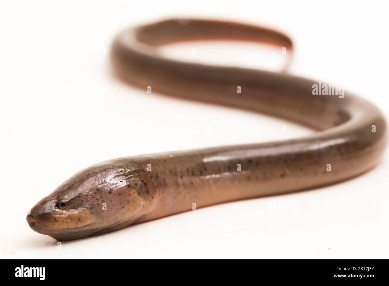 Asian swamp eel (Monopterus albus) isolated on white background Stock ...
