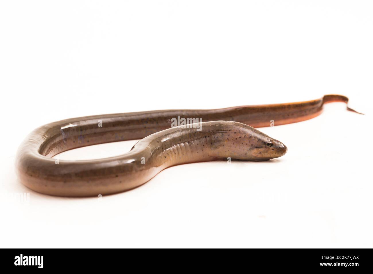 Asian swamp eel (Monopterus albus) isolated on white background Stock Photo - Alamy