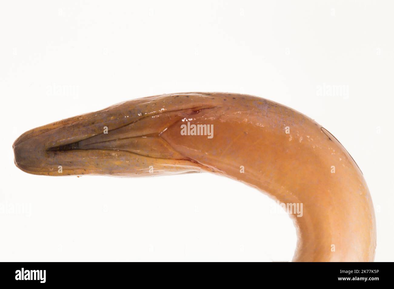 Asian swamp eel (Monopterus albus) isolated on white background Stock ...