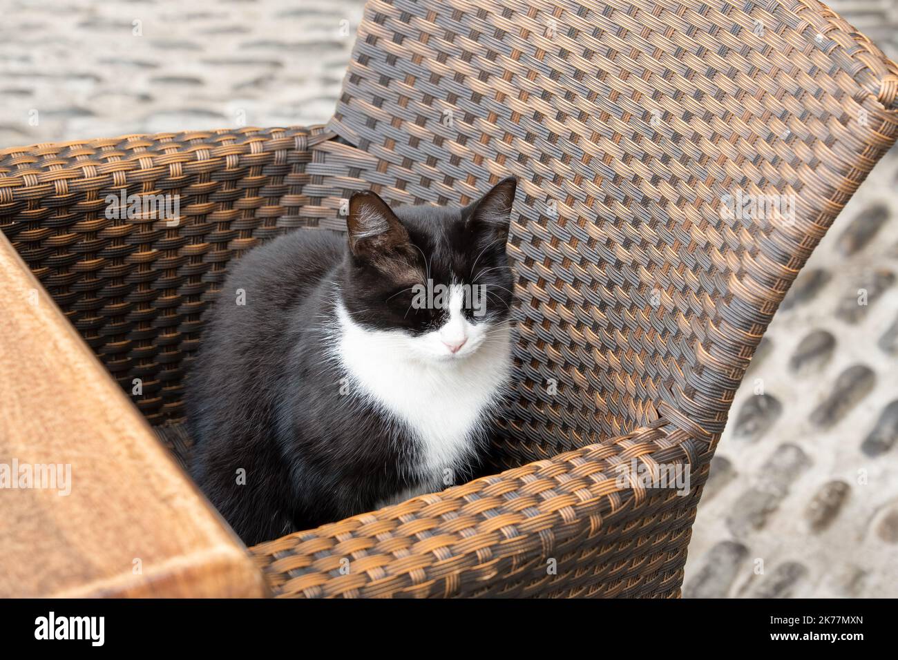 a black and white cat sat upright whilst asleep in a rattan chair Stock ...