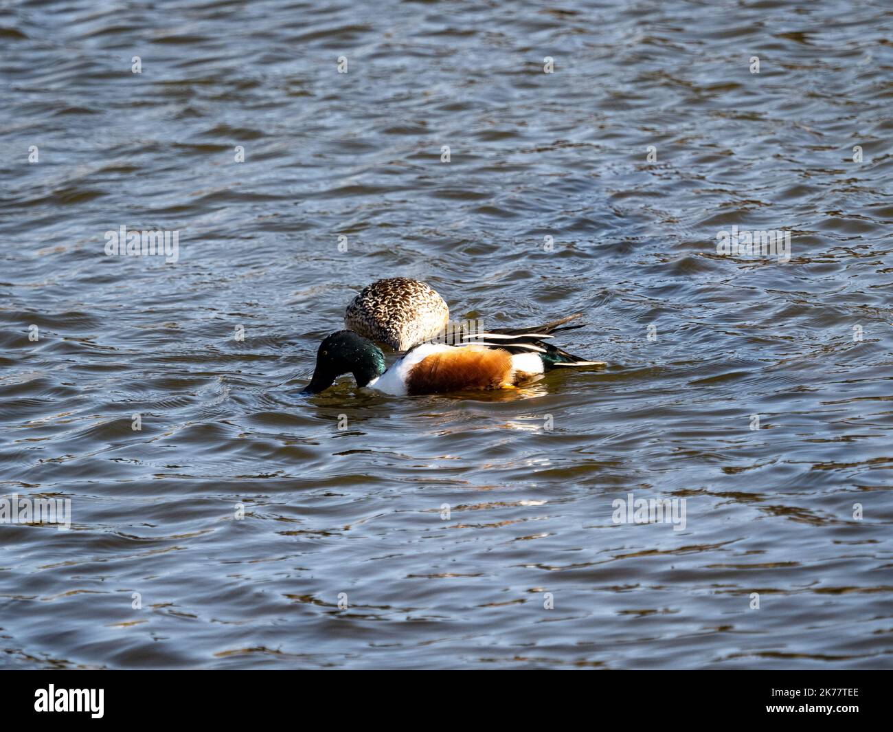 Two Northern Shoveler ducks on a Japanese pond Stock Photo - Alamy
