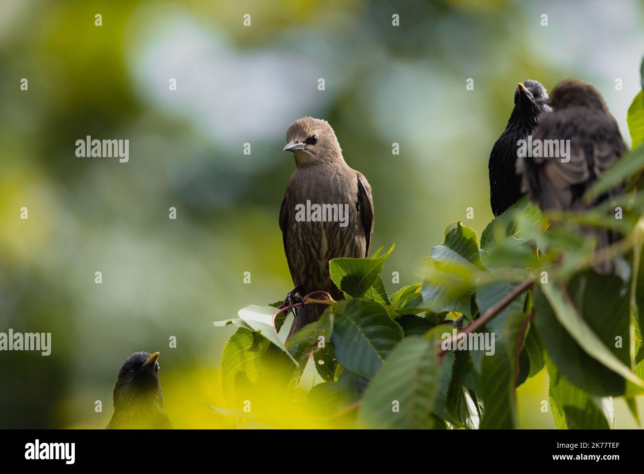 A closeup of starlings nesting in a tree with green foliage. Sturnus ...