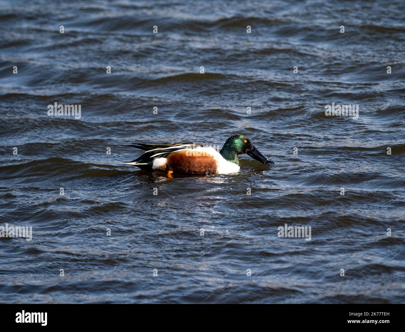 Japanese duck hi-res stock photography and images - Alamy
