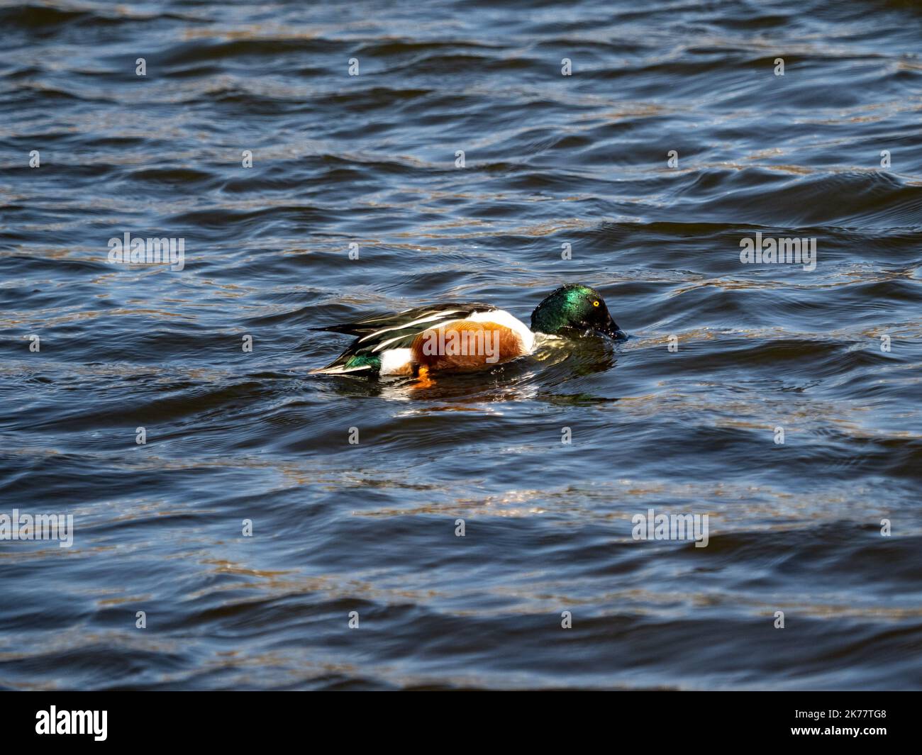 Japanese duck hi-res stock photography and images - Alamy