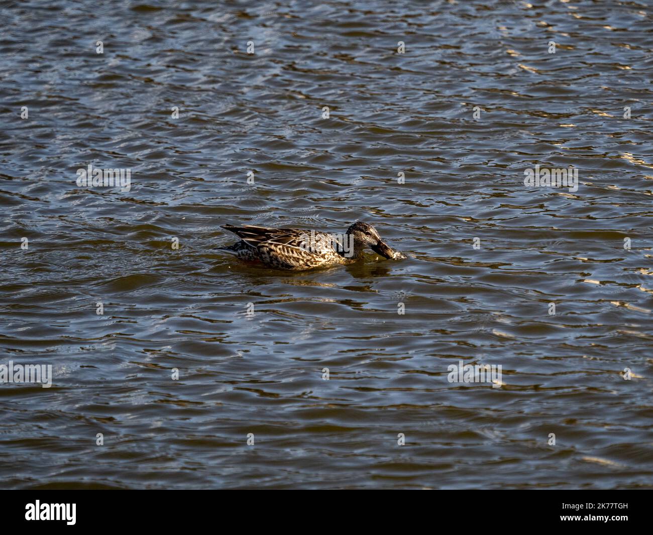 Japanese duck hi-res stock photography and images - Alamy