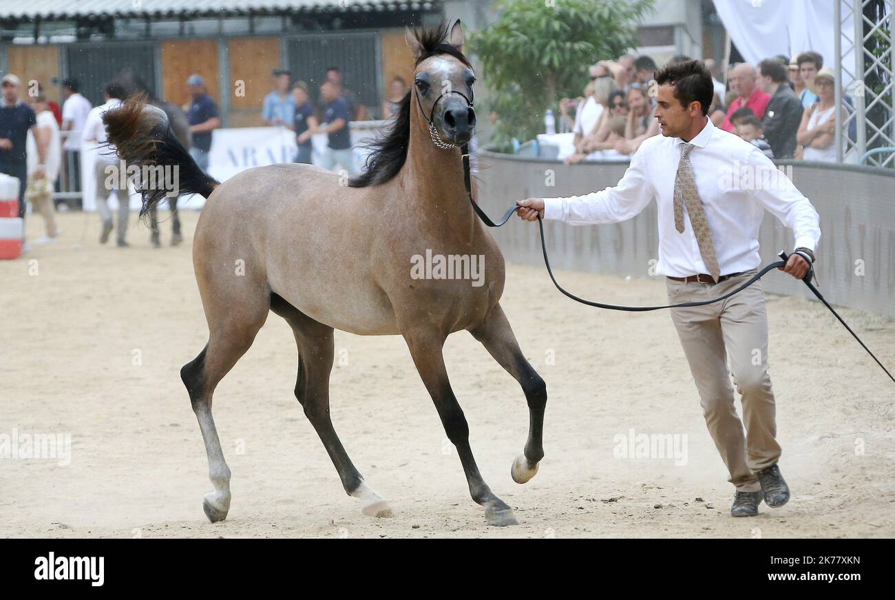 Arabian Horse Shows, 2019 Menton Mediterranean and Arab Countries ...