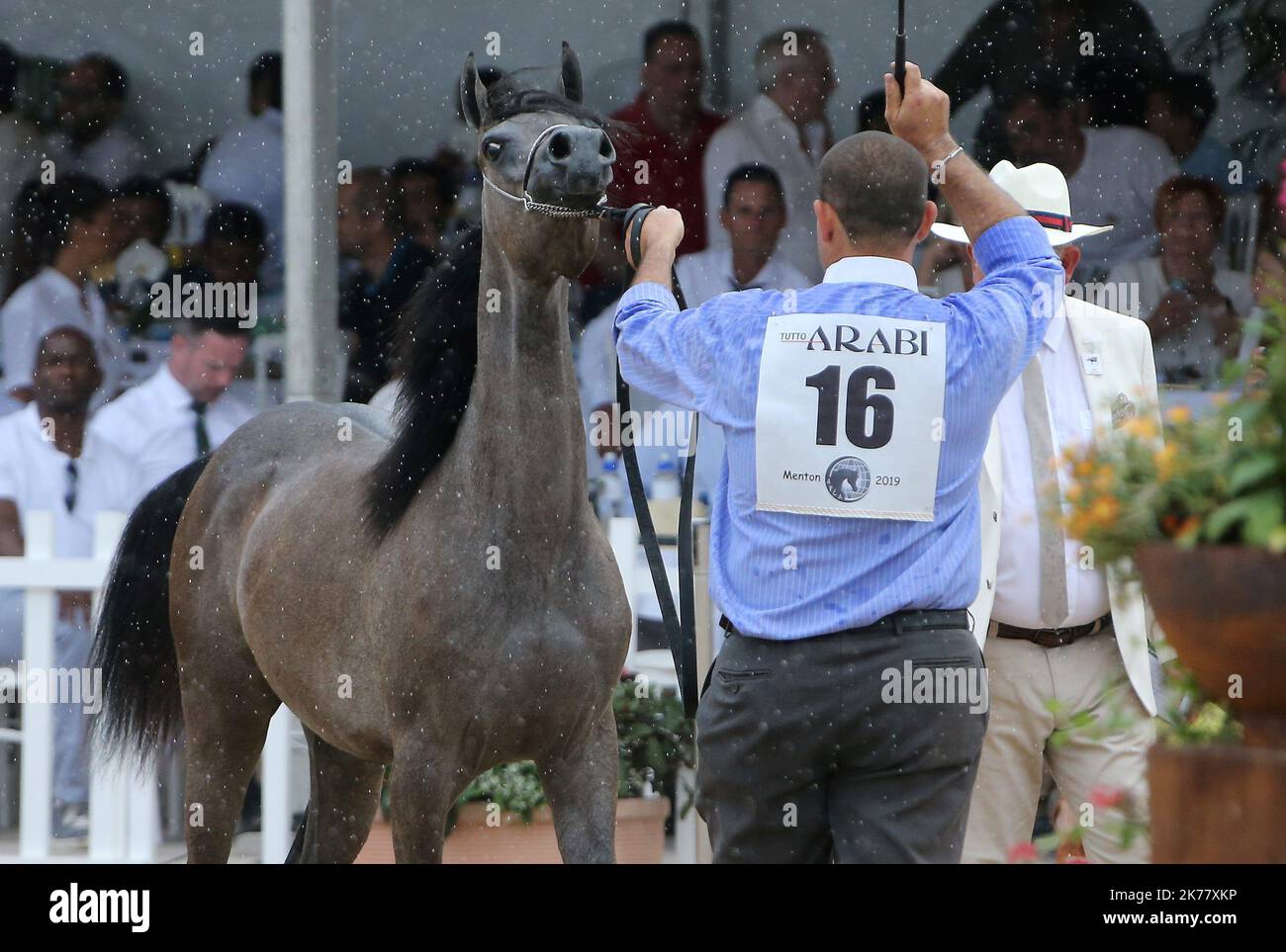 Arabian Horse Shows, 2019 Menton Mediterranean and Arab Countries ...