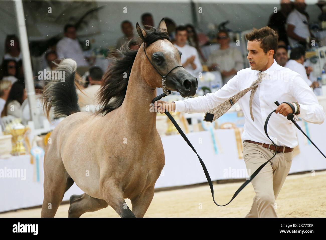 Arabian Horse Shows, 2019 Menton Mediterranean and Arab Countries ...