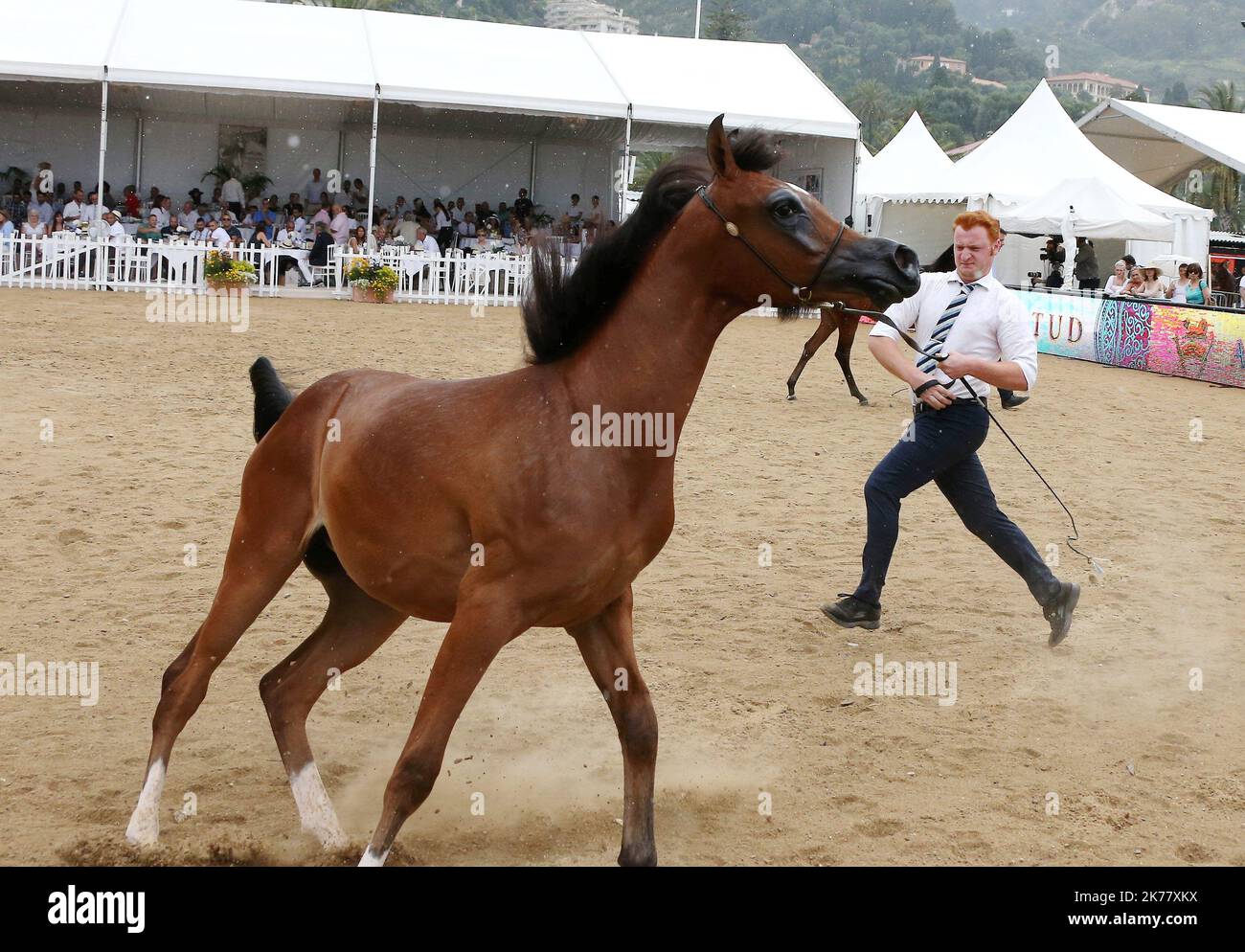Arabian Horse Shows, 2019 Menton Mediterranean and Arab Countries ...