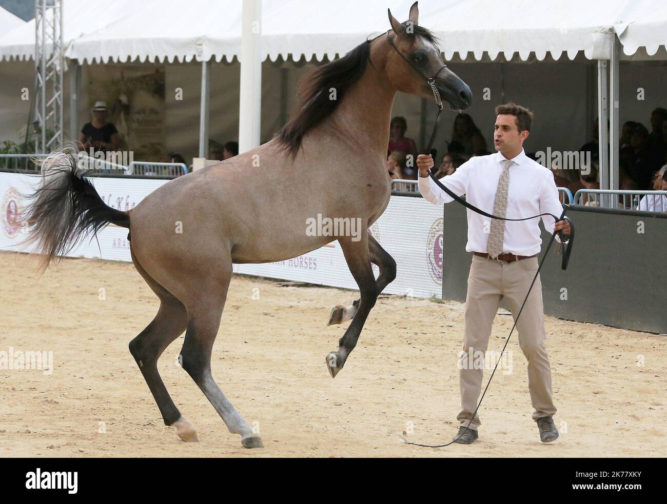 Arabian Horse Shows, 2019 Menton Mediterranean and Arab Countries ...