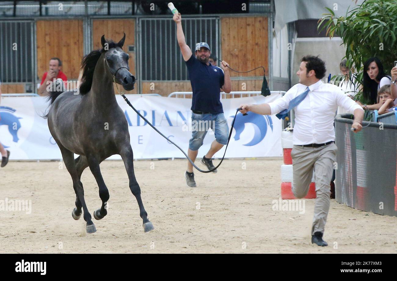 Arabian Horse Shows, 2019 Menton Mediterranean and Arab Countries ...