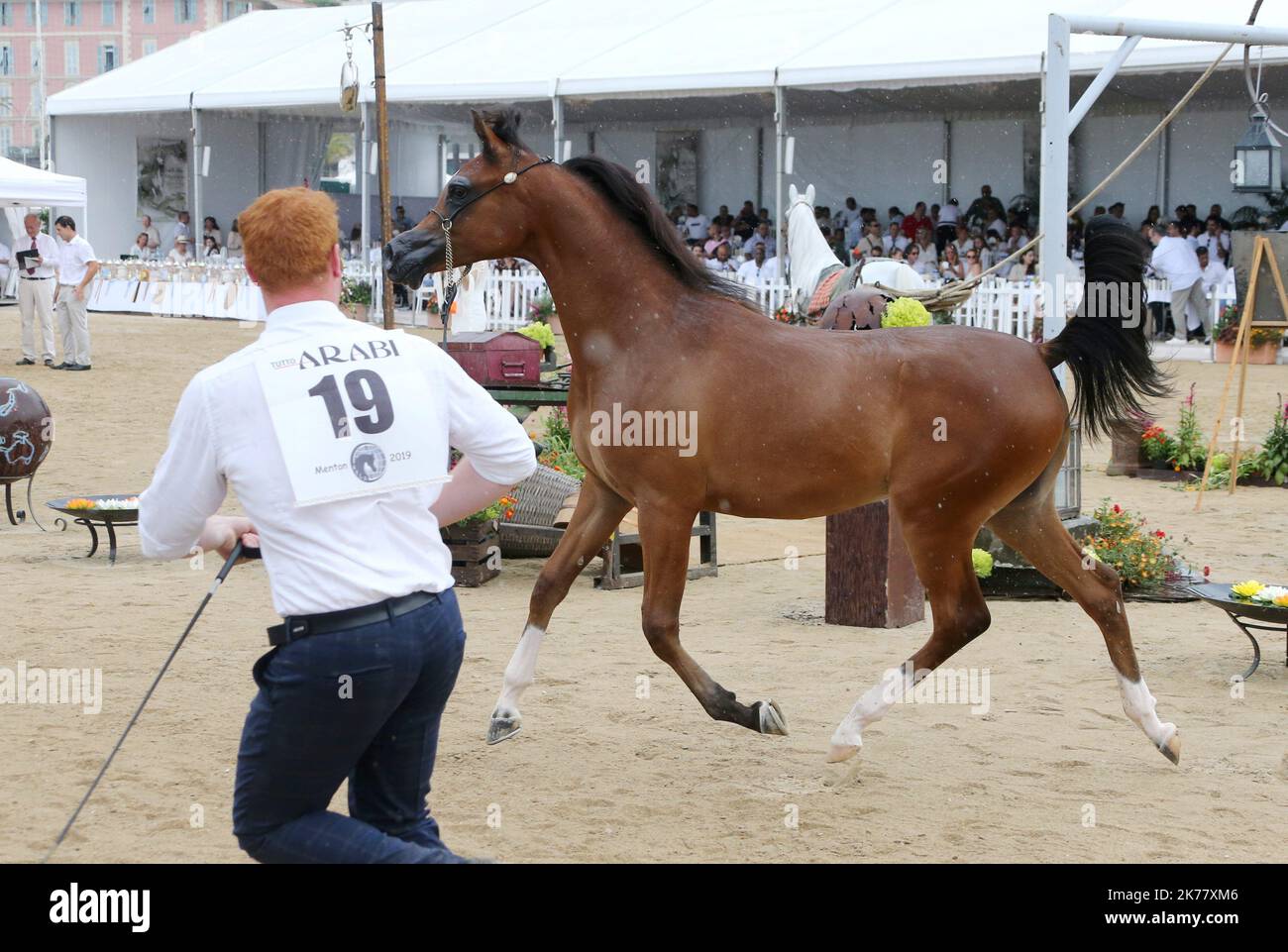 Arabian Horse Shows, 2019 Menton Mediterranean and Arab Countries ...