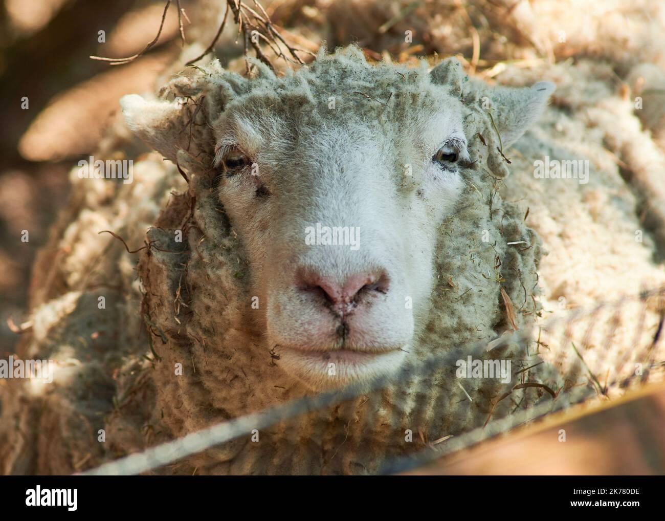 An overgrown woolly sheep in its enclosure at the demo farm Stock Photo ...