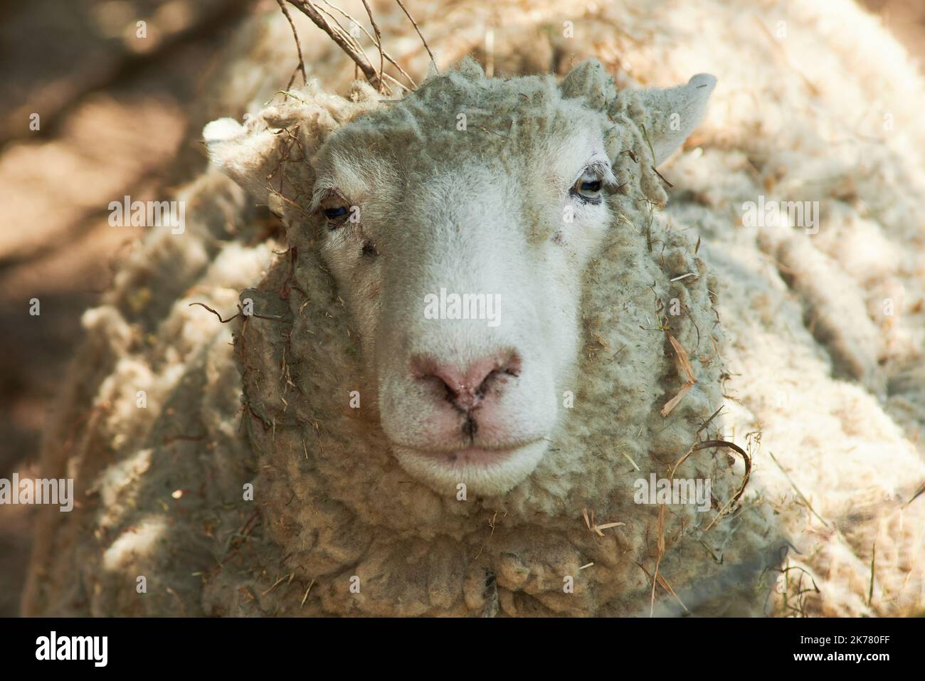An overgrown woolly sheep in its enclosure at the demo farm Stock Photo ...