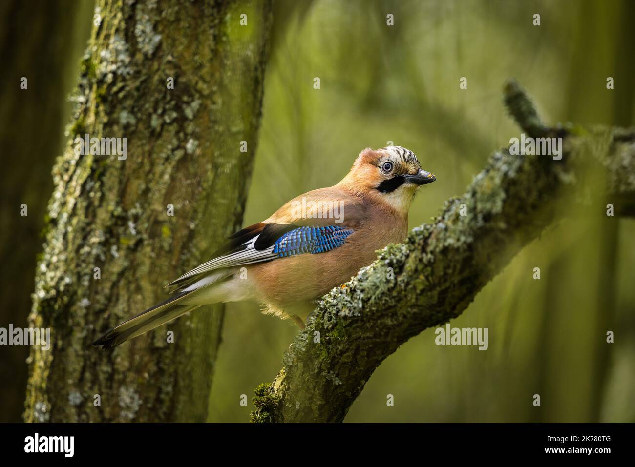 A colorful cute jay with clear feathers standing on a tree branch in a ...