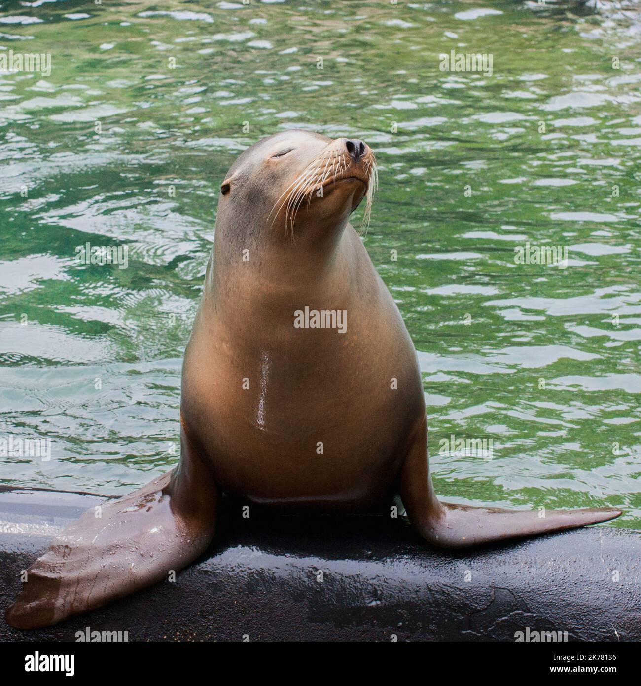 Sea lion posing for portraits in front of people Stock Photo - Alamy