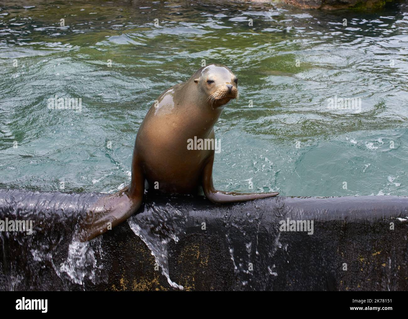 Sea lion posing for portraits in front of people Stock Photo - Alamy