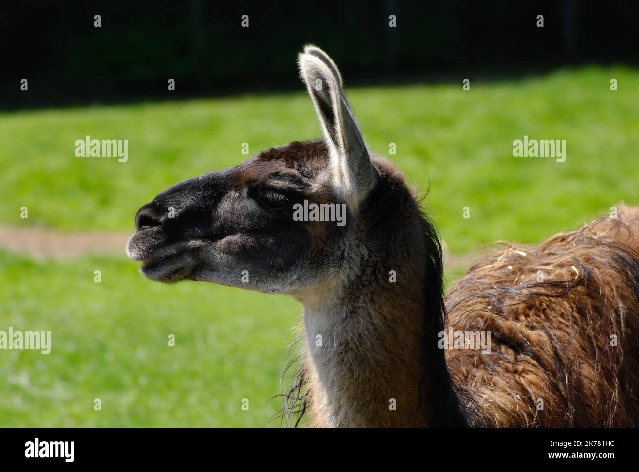 A closeup shot of a brown and black llama on a sunny day with grass ...