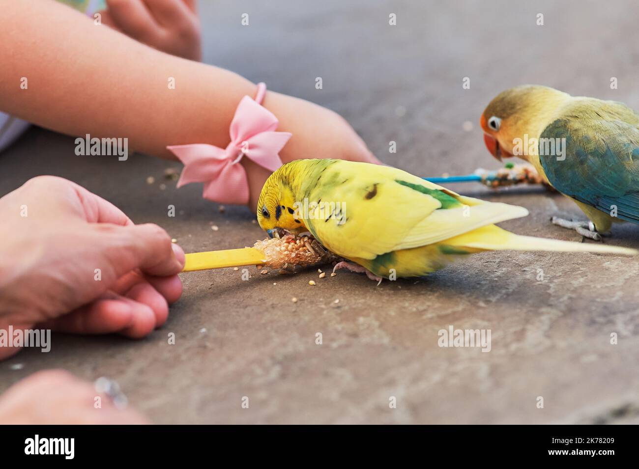 Colorfull parakeets hi-res stock photography and images - Alamy