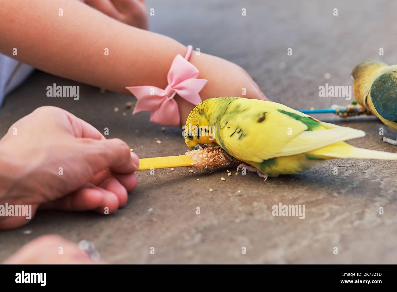 Colorfull parakeets hi-res stock photography and images - Alamy